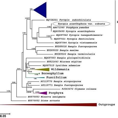maximum likelihood phylogenetic tree based on rbcl sequence data