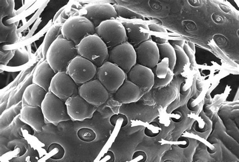 Free Picture Compound Eye Given Name Many Repeating Units Ommatidia