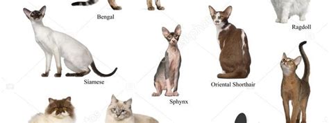 En Sevİmlİ Kedİ TÜrlerİ Nelerdİr