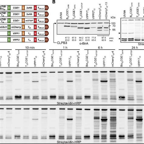 Turboid Based Proximity Labeling Without Biotin Boost Using Cge1 As A