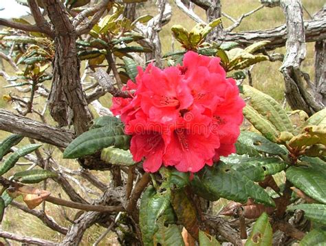 Rhododendron Arboreumthe Plant Is Known As Maha Ratmal Maha Rath Mal