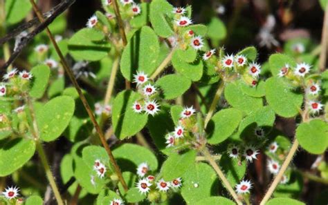 Chamaesyce Setiloba Yuma Sandmat Southwest Desert Flora