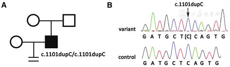 A Homozygous Protein Truncating Mutation In Actl7a Causes Male