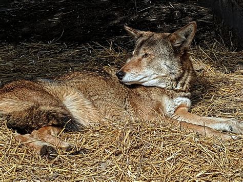Wolf Nap Time Animals Zoo Nap Museum