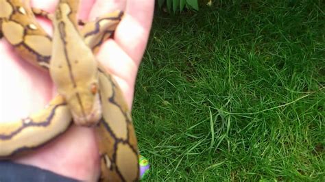Dwarf Sunfire Reticulated Python Youtube Dwarf Sunfire Reticulated Python Youtube