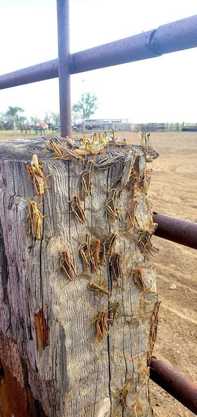 Grasshopper Numbers Up In Dawson County Some Crop Damage Mitigated By