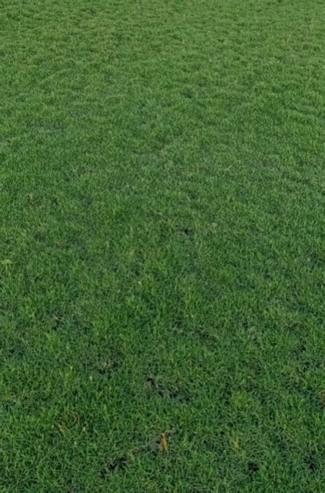 Organic Selection Grass Style Beautiful At Rs 4 In Kolkata Id 7095609