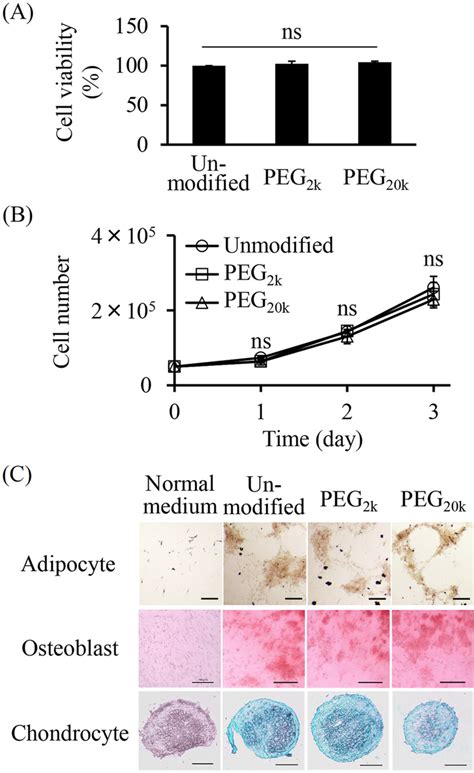 Characteristics Of Peg Mscs A Cell Viability Of C3h10t12 Cells After