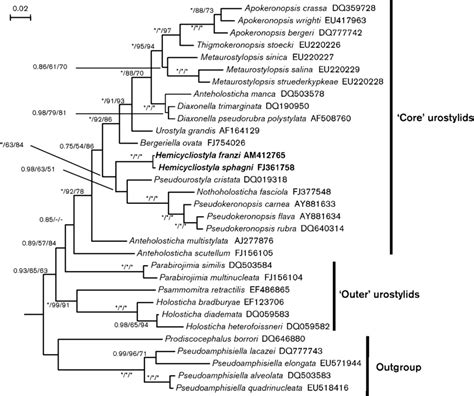 Phylogenetic Tree Bimlmp The Values At The Tree Nodes Indicate