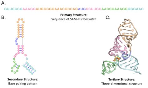 What Is RNA Anyways NC DNA Day Blog
