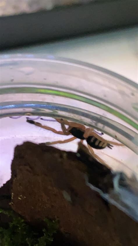 Beetle Bee Is Being Downgraded To Beetle Btch For Bad Behaviour R