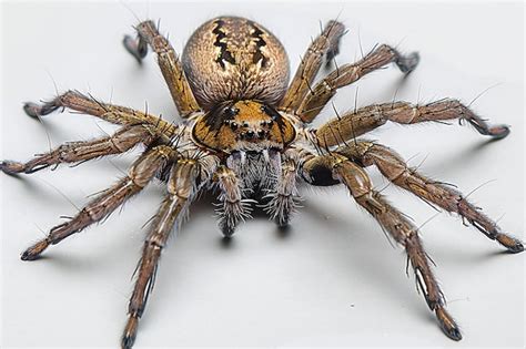 A Highly Detailed And Realistic Top Down View Photograph Of An