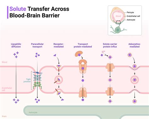 When Is The Blood Brain Barrier Fully Developed