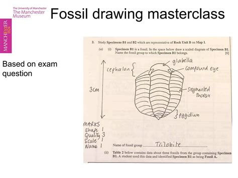 Fossil Drawing Masterclass PPT