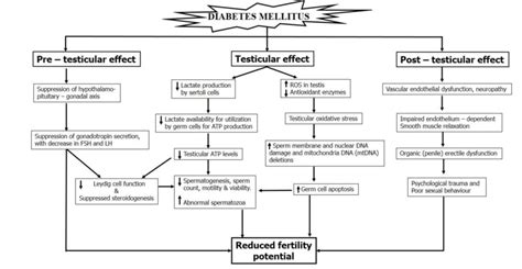 Summary On The Effect Of DM On Male Reproductive System Download Scientific Diagram