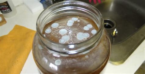 Cara Mengatasi Dan Mencegah Mold Pada Scobykombucha Wiki Kombucha