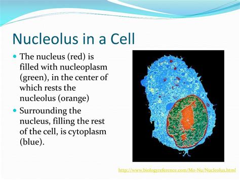 Nucleolus