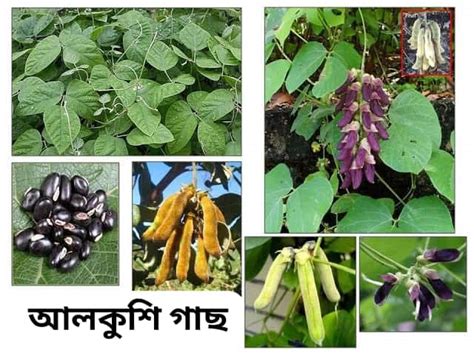 আলকুশির বীজের উপকারিতা Benefits Of Alkushi Beej In Bangla