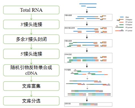Rna结合蛋白研究技术：rip Seq实验分析流程及案例分享 知乎