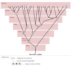 Clasificación De Las Plantas Wikipedia La Enciclopedia Libre