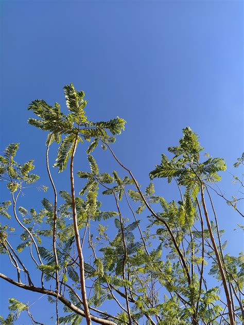 Differential Gene Expression Analysis Using Limma Step By Step By James Dai Dev Genius