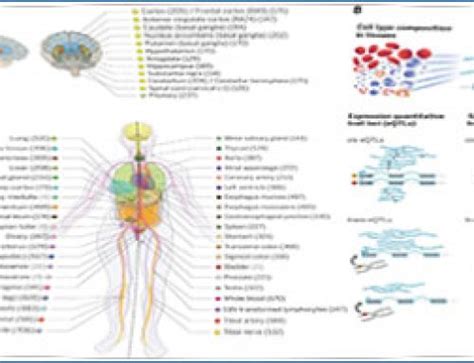 Brain Rna Seq An Rna Sequencing Transcriptome And Splicing Database Rna Seq Blog