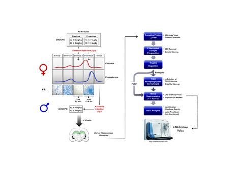 Phosphoproteomics Experimental Design And Sample Preparation Workflow Download Scientific