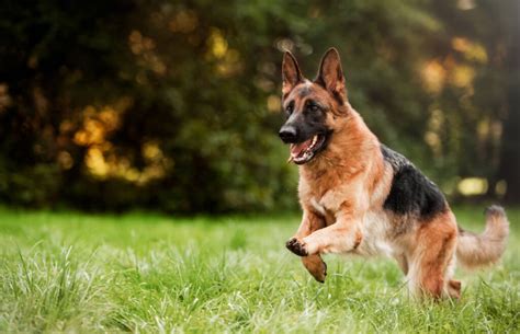 Your Guide To The German Shepherd Lifespan And Temperament Ellevet