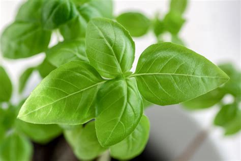 The Different Basil Varieties And Their Uses The Kitchen Herbs
