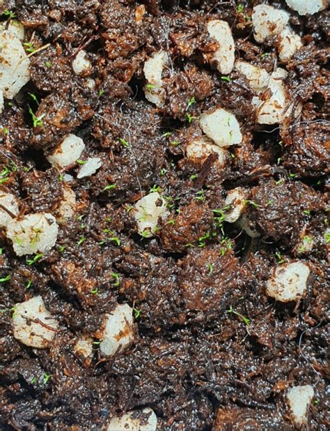 카펜시스 긴잎끈끈이주걱 키우는 팁 정리 네이버 블로그