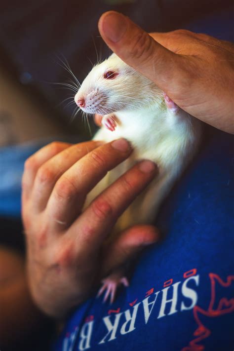 I Photographed Ex Lab Rats And Mice Going Outdoors For The First Time And Their Expressions Say
