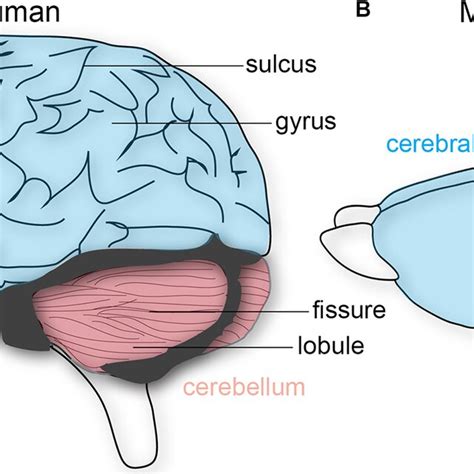 Schematic Depiction Of The Human And Mouse Brain A The Human Download Scientific Diagram