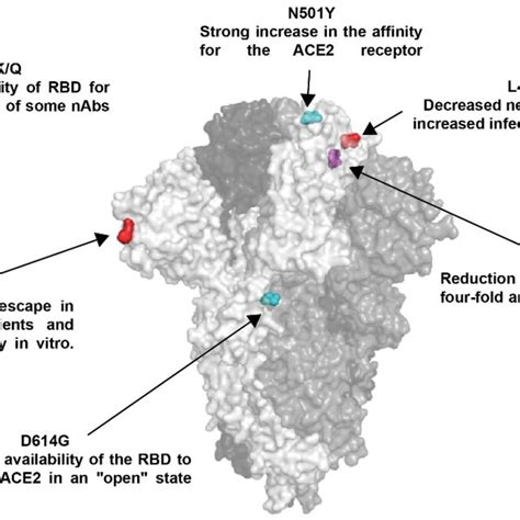 Main Mutations In S Glycoprotein That Regulate Viral Transmissibility Download Scientific