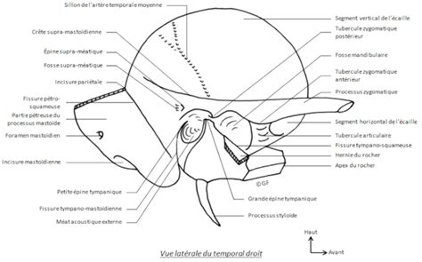 Tempor Png Servimg Com Free Image Hosting Service
