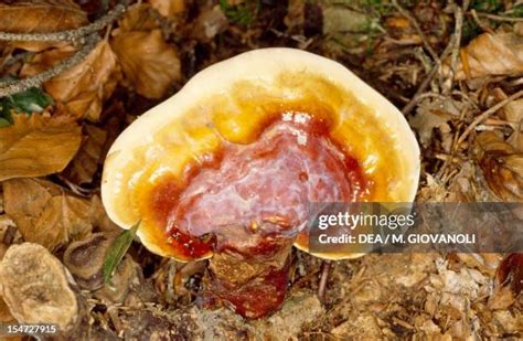 Reishi Mushroom Photos And Premium High Res Pictures Getty Images