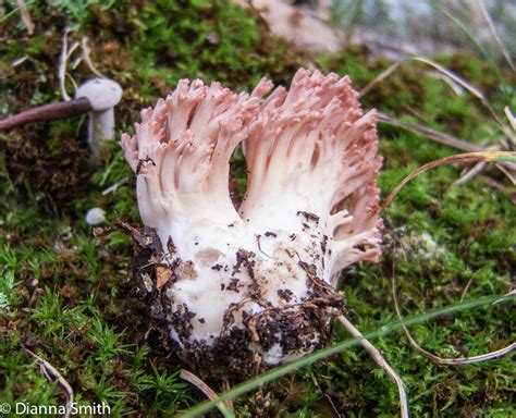 Ramaria Botrytis Dianna