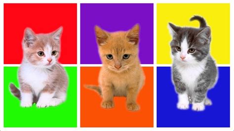 Kinderliedje Poesje Mauw Chords Chordify