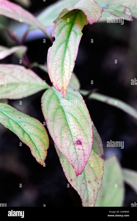Itea Virginica Henrys Garnet Virginia Sweetspire Closeups Close Ups Ups