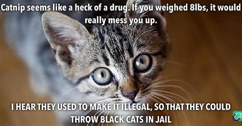 Catnip Seems Like A Heck Of A Drug Meme On Imgur