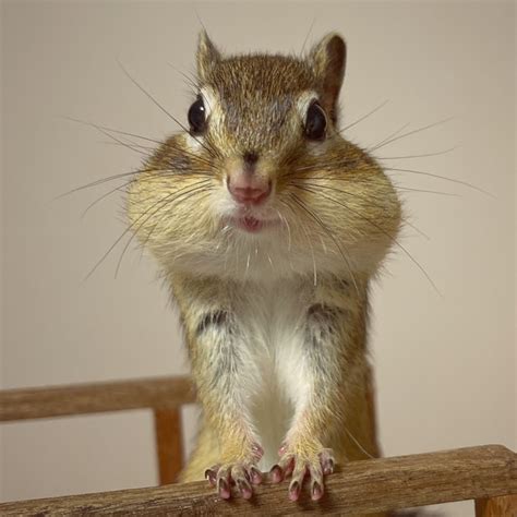 귀여운 다람쥐 라임이 Cute Chipmunk Lime Youtube