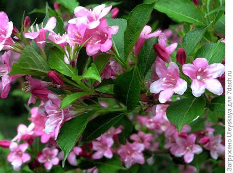 Вейгела: садовые формы, особенности выращивания