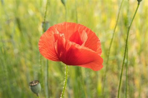 양귀비 꽃 옥수수 빨간 Pixabay의 무료 사진 Pixabay