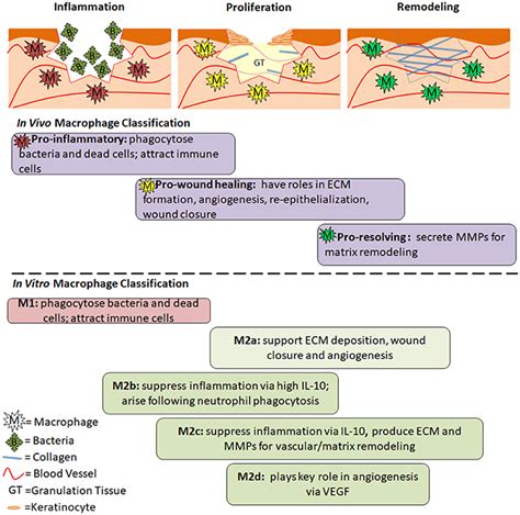 Frontiers The Role Of Macrophages In Acute And Chronic Wound Healing