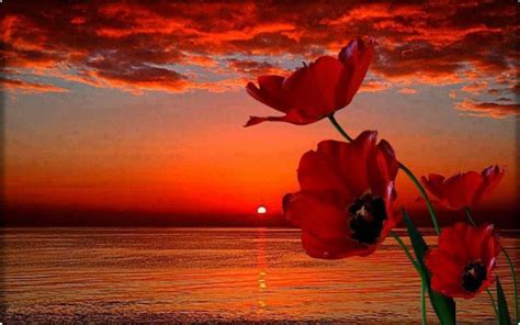 Summer Flowers Beautiful Sunset Nature Photography Beautiful Nature