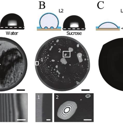 Equilibrium States Of A Liquid Layer Sandwiched Between A Droplet And A