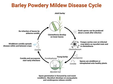 Powdery Mildew Causes Symptoms Disease Cycle Treatments
