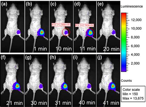 Pl Imaging Of A Ucpl Membrane Device 1 Mm × 2 Mm Implanted Into The