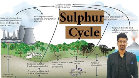 Sulfur Cycle Steps