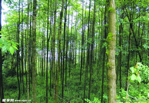 树林 摄影图 树木树叶 生物世界 摄影图库 昵图网