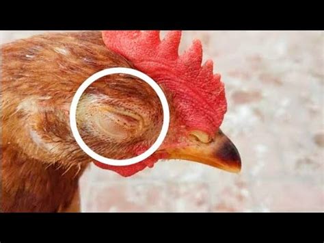 Chicken Eye Infection Causes Prevention And Treatment Dr Arshad